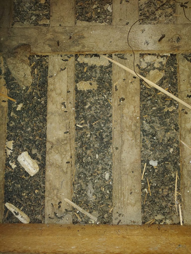 Muizen op zolder; dit moet u doen! | Oorzaken en tips! | Mega-Des