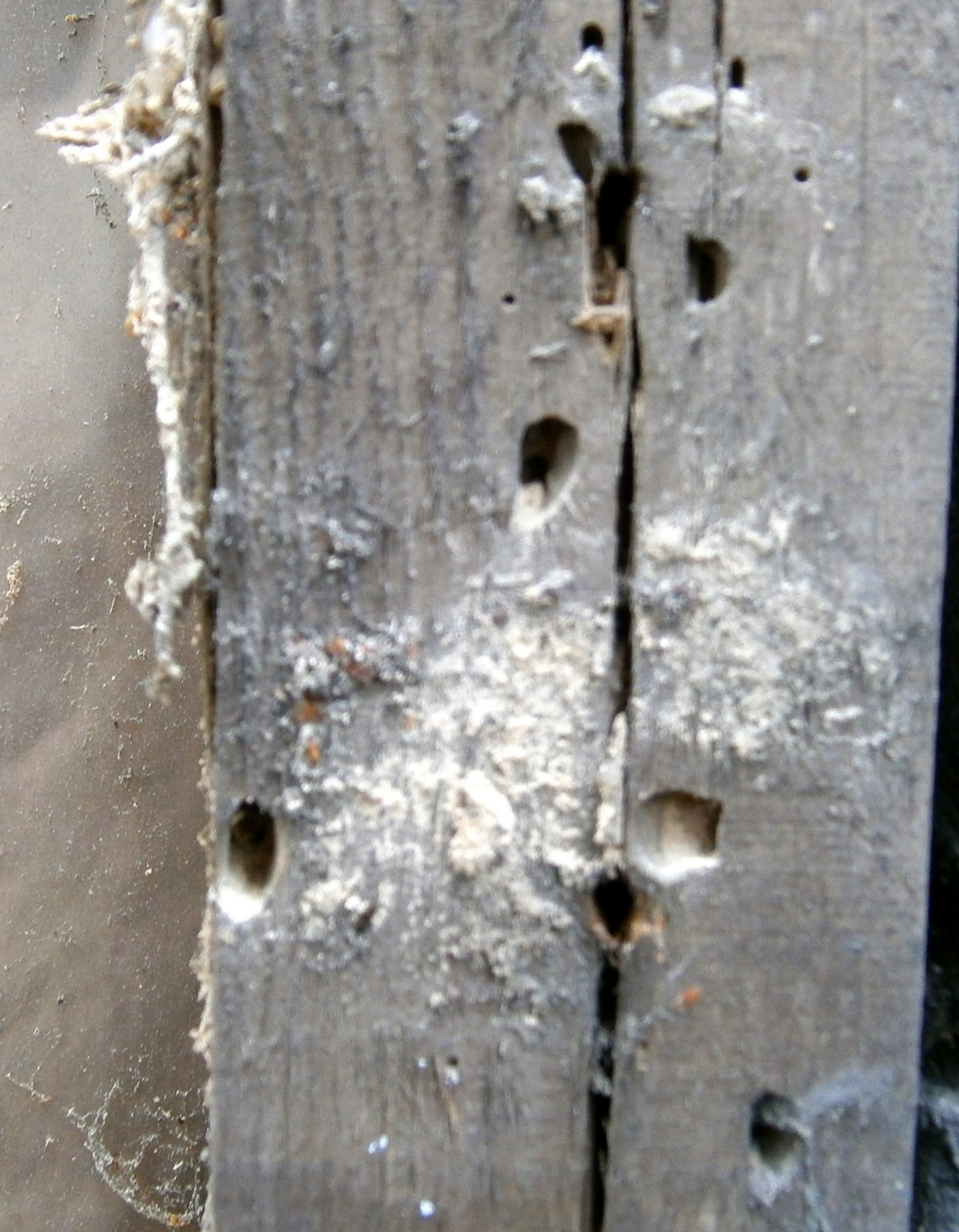 Houtworm behandelen; 10 zeer effectieve tips! | Dé Houtworm expert