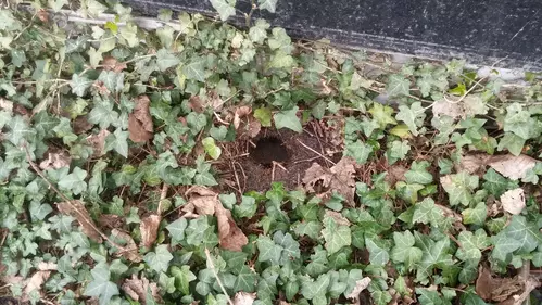 Een rattennest?! Herkennen, bestrijden en voorkomen